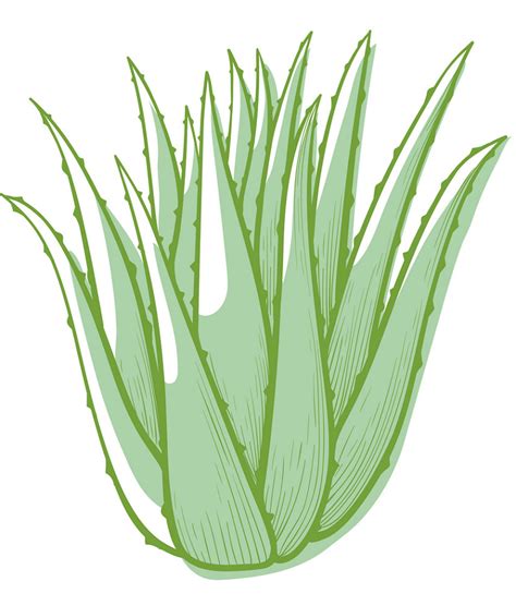 多肉植物 イラスト フリーイラスト素材いらすとや JP