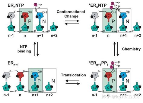 Rna的复制与rna复制酶 知乎