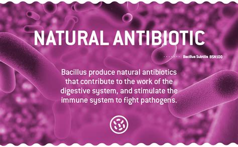 Bacillus Subtilis Ecosh