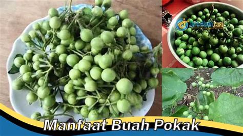 Temukan Manfaat Buah Pokak Yang Jarang Diketahui