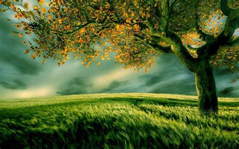 Greenery Wallpapers Wallpaper Cave