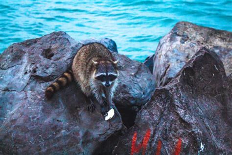 30 Mapache De Cozumel Fotos Fotografías De Stock Fotos E Imágenes Libres De Derechos Istock