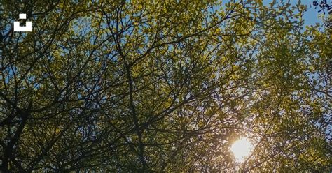 나무 사이로 비치는 태양 사진 Unsplash의 무료 이미지