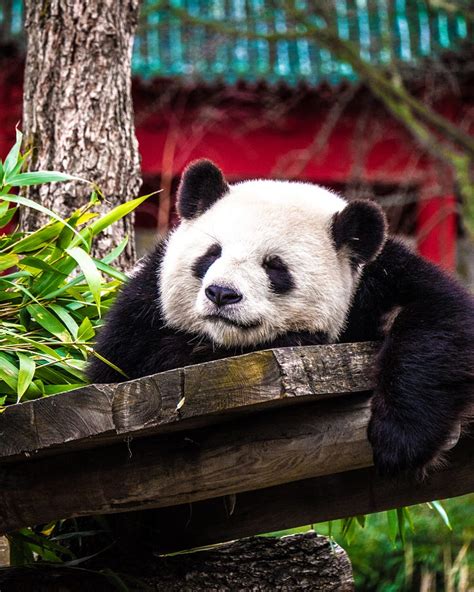 ¿sigues Usando Pandas Para Big Data