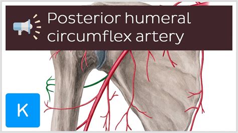 Posterior Circumflex Humeral Artery Cadaver