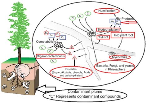 植物修复 一种自然的清洁过程 Owlcation 188宝金博官网到底是哪个