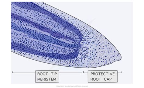 Practical 3 Make A Temporary Squash Preparation Of A Root Tip To Show