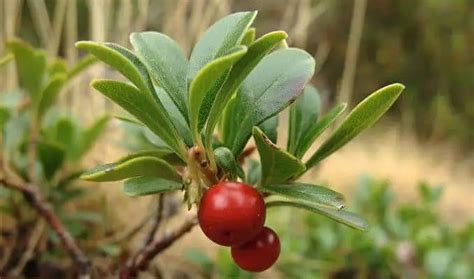 Bearberry Side Effects Uses And Benefits