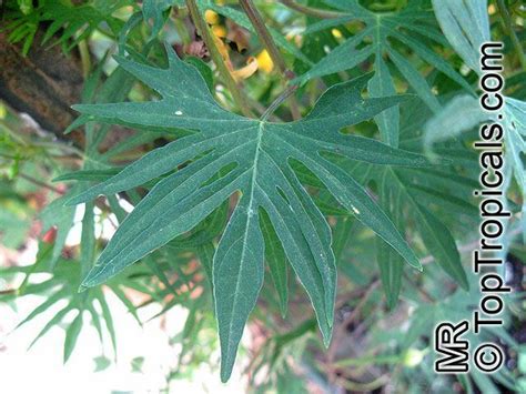 Ipomoea Sloteri Alchetron The Free Social Encyclopedia