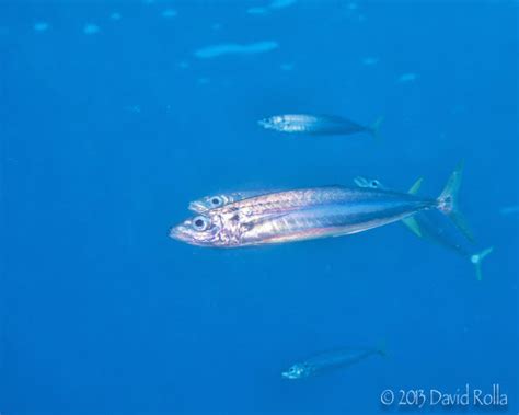 Mackerel Scad Decapterus Macarellus Marine Life Identification