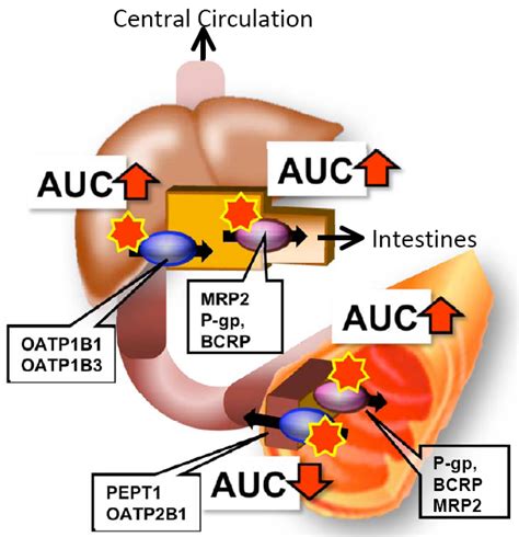Impact Of Transporter Based Drug Drug Interactions On Pharmacokinetics