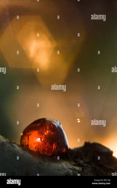 Resin On A Tree Stock Photo Alamy