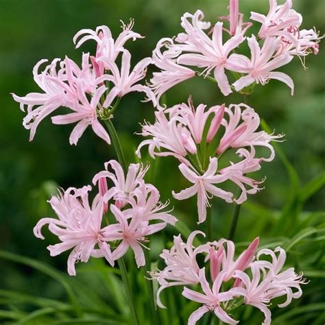 Japanese Spider Lily Flower Bulbs 2 Bulbs Per Pack Attracts