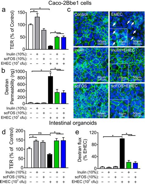 Inulin And Scfos Reduce Ehec O157 H7 Induced Barrier Disruption In Download Scientific Diagram