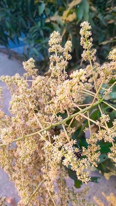 আম গাছের বল বা মুকুল Village Vlogger Youtube