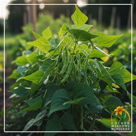 Beans Bush Contender Golden Meadows Nurseryptyltd