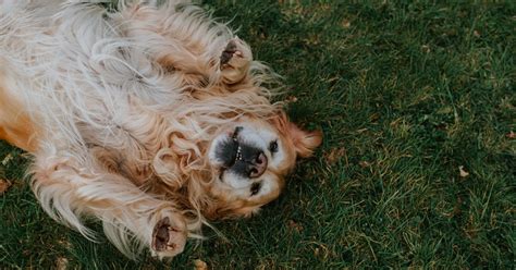 Prévenir Et Traiter Les Maladies Courantes Des Chiens Marie Claire