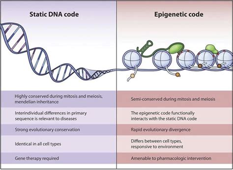 Epigenetics Vs Genetics The Epigenome Learns From Its Experiences