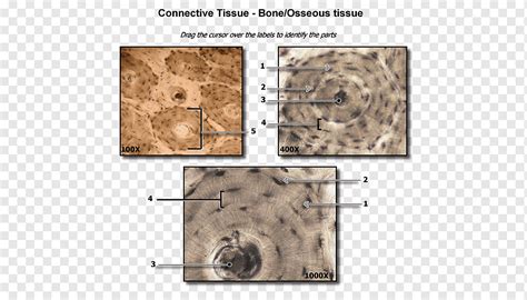 Connective Tissue Bone Structure