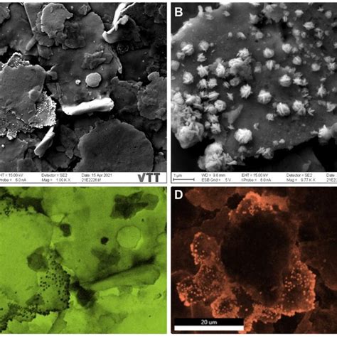 SEM Images And EDX Mapping Of Sample B A SEM Image Of Morphological Download Scientific