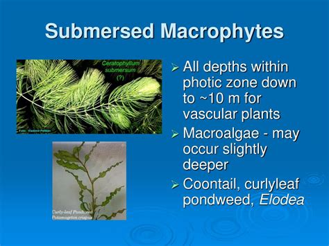 Ppt Structure And Productivity Of Aquatic Systems Powerpoint