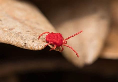 An Overview Of Chiggers And Clover Mites Emtec Pest Control