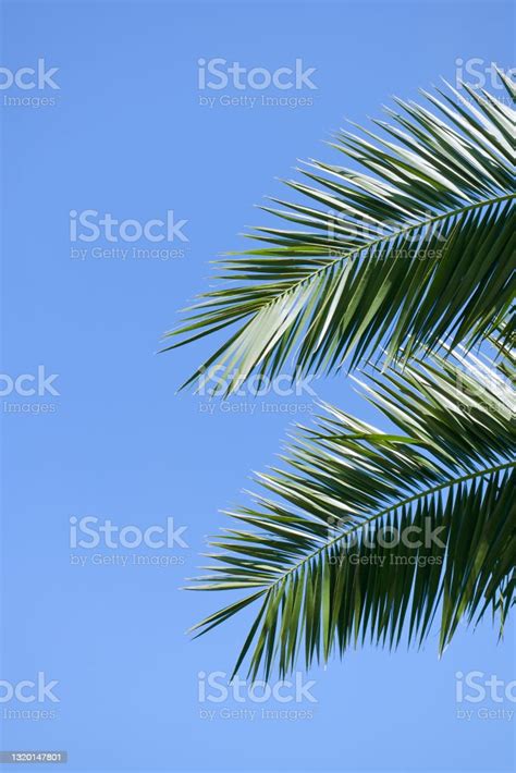 푸른 하늘에 태양 빛과 열대 해변에 자연 녹색 야자수 잎의 배경 여름 방학 과 비즈니스 여행 개념의 공간을 복사합니다 0명에 대한 스톡 사진 및 기타 이미지 Istock