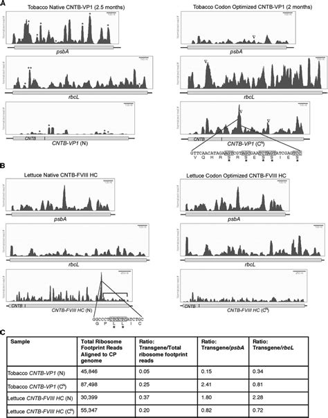 Ribosome Profiling Data From Transplastomic Plants Expressing Native Download Scientific