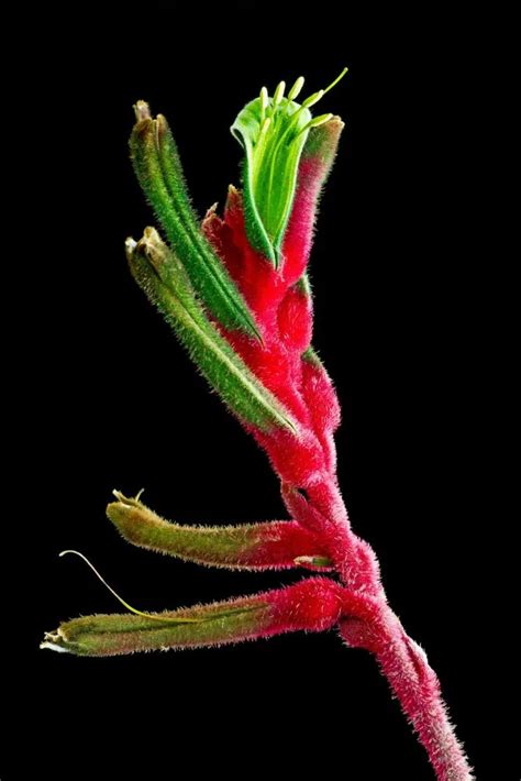 Red Kangaroo Paw Plant Care And Growing Basics Water Light Soil