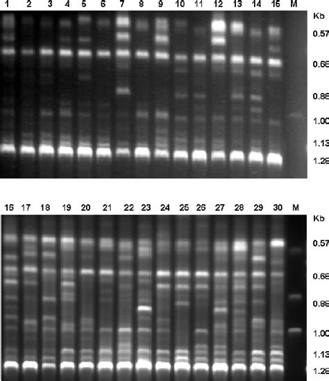 rapd amplification products of dna isolated from f ornus using primer