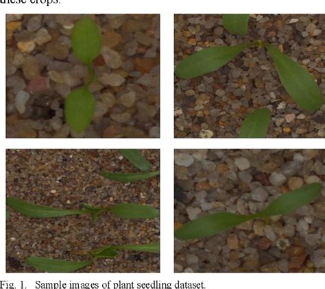 Figure 1 From Plant Seedling Classification Using Preprocessed Deep Cnn Semantic Scholar
