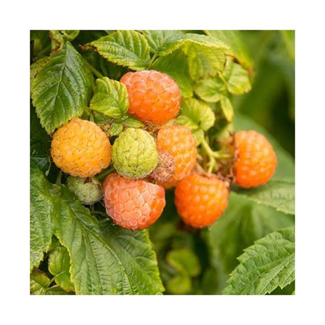 Fall Gold Raspberry Edible Plants For Sale Mckay Nursery