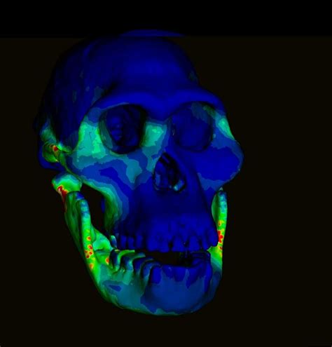 Skull Australopithecus Africanus Fossiles Anthropologique