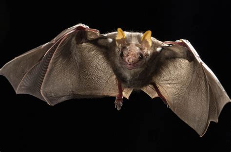 FAQ Bat Conservation International