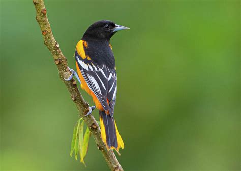 Colorful Baltimore Orioles Are Back In Texas