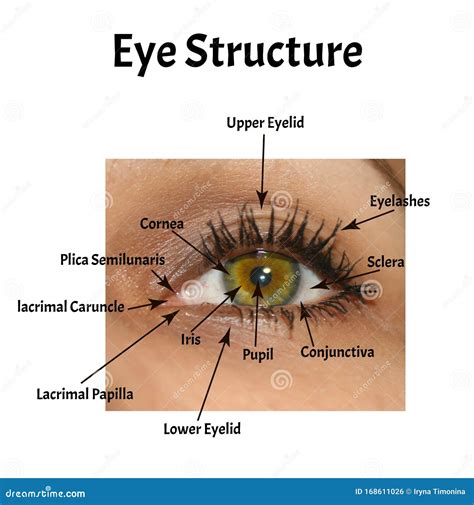 External Eye Anatomy