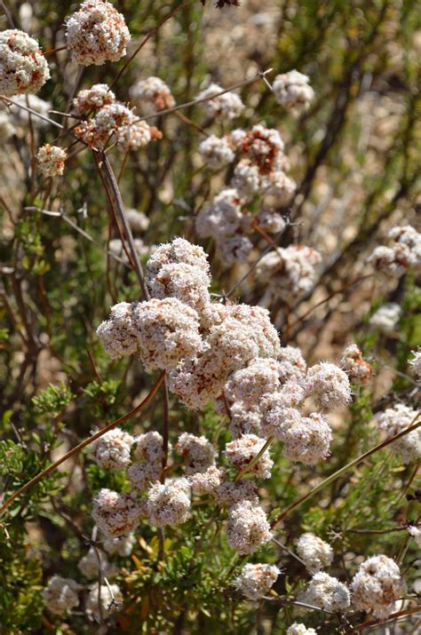 California Buckwheat Characteristics At Richard Avitia Blog