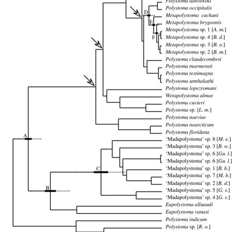 Ultrametric Tree Inferred From Multidivtime Arrows Indicate The