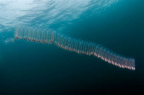 Colony Of Salps These Are Barrel Shaped Pelagic Tunicates That Move By