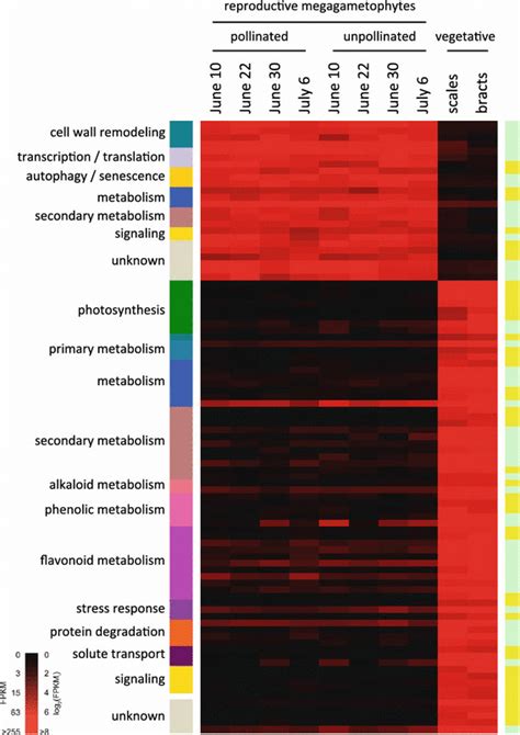 Differential Transcript Abundance Comparing Vegetative And Reproductive Download Scientific