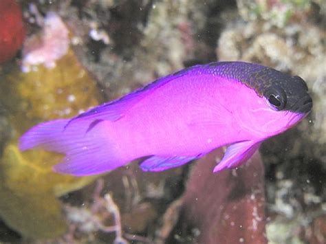 List Of Purple Fish Flora Fauna Fun