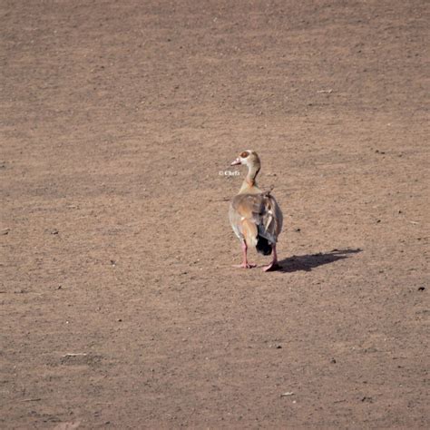 Letseng La Letsie Tutto Quello Che Cè Da Sapere 2026