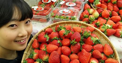 평양에서 모종 키운 통일딸기 맛보세요