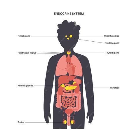 Sistema Endocrino Humano Vector Premium