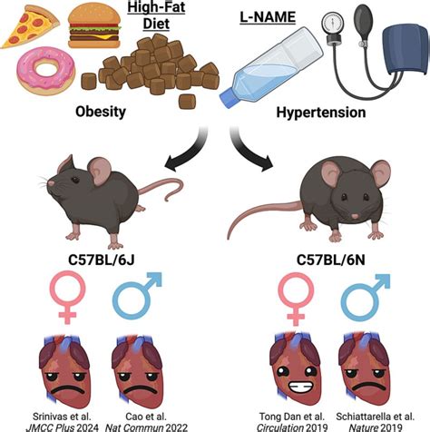 Sex Differences In The Prevalence Of Heart Failure With Preserved