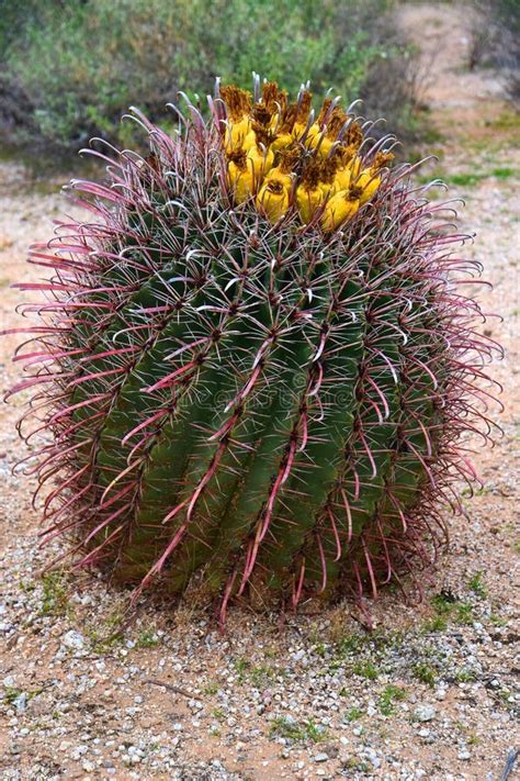 Arizona Barrel Cactus Sonora Desert Arizona Stock Image Image Of