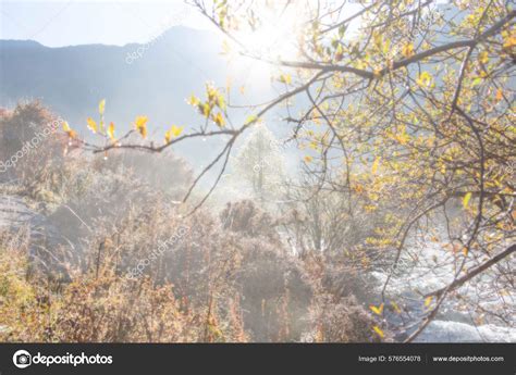 Tree Shining Background Sunshine Screen Dream Stock Photo By Wirestock Creators 576554078