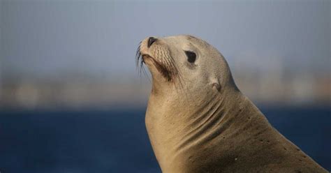 minervadb on linkedin troubleshooting mariadb blocked threads