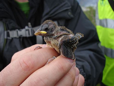Non Stop Birding London Tree Sparrow Partnership Tour