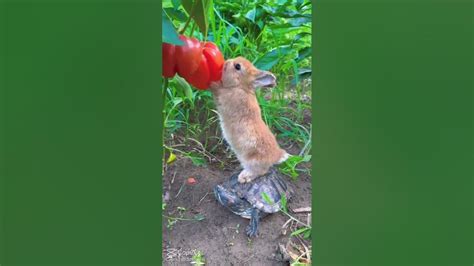 토끼와 거북이 이야기 Youtube